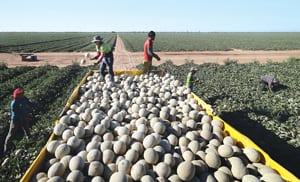 NOGALES: ONE COMMUNITY’S FRESH LEGACY - Produce Business