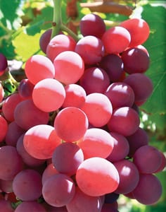 CHILEAN FRUIT: THE REAL DEAL - Produce Business