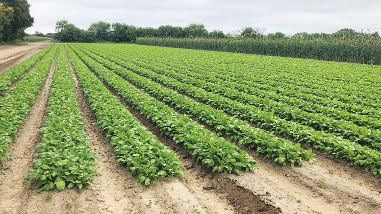 Texas Produce Serves The State And The Nation - Produce Business