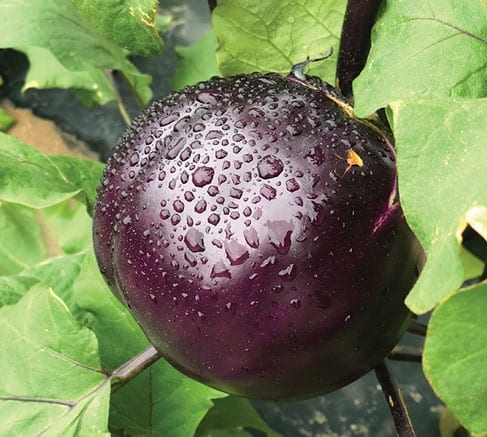 Texas Produce Serves The State And The Nation - Produce Business