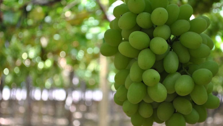 Season Expectations - Produce Business