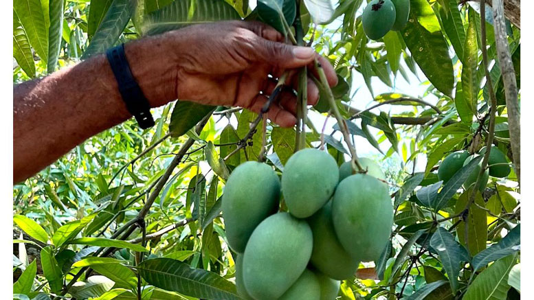 BRINGING MANGOS TO THE CONSUMER - Produce Business