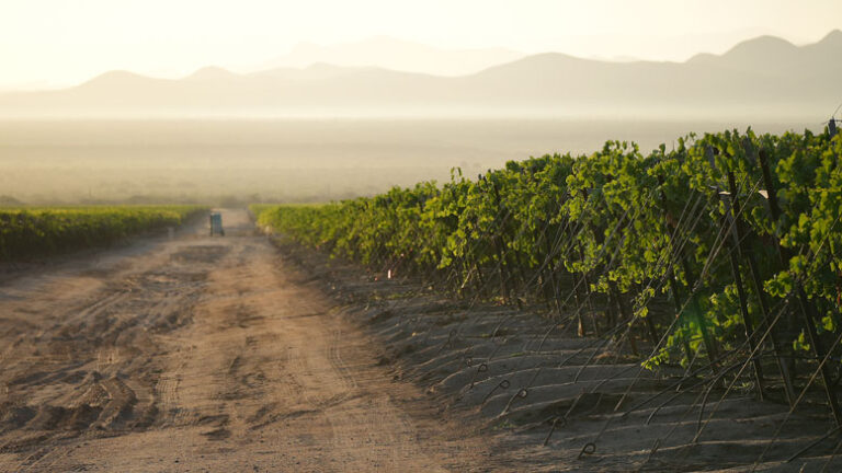 Spring in Nogales - Produce Business