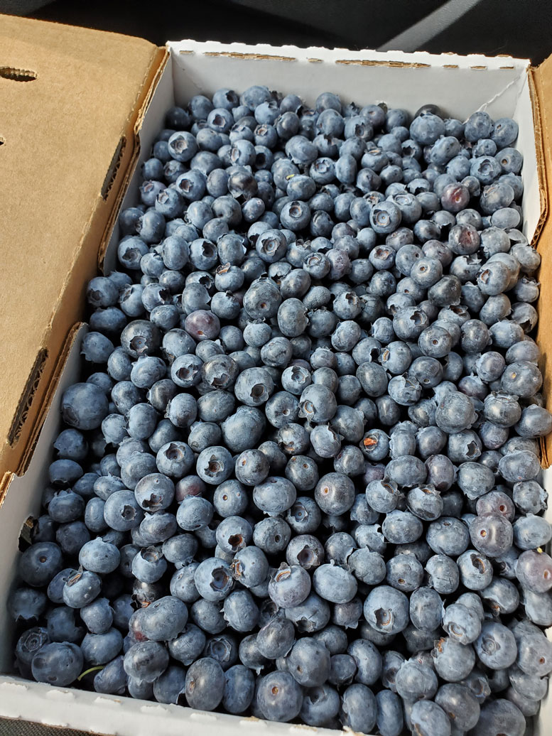 Michigan Offers Powerhouse Supply of Fresh Produce - Produce Business