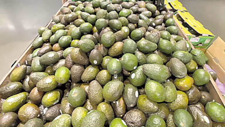 Avocado Popularity is Soaring - Produce Business