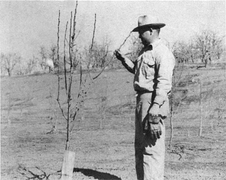 Stemilt Celebrates 60th Anniversary and Founding Father’s Legacy ...